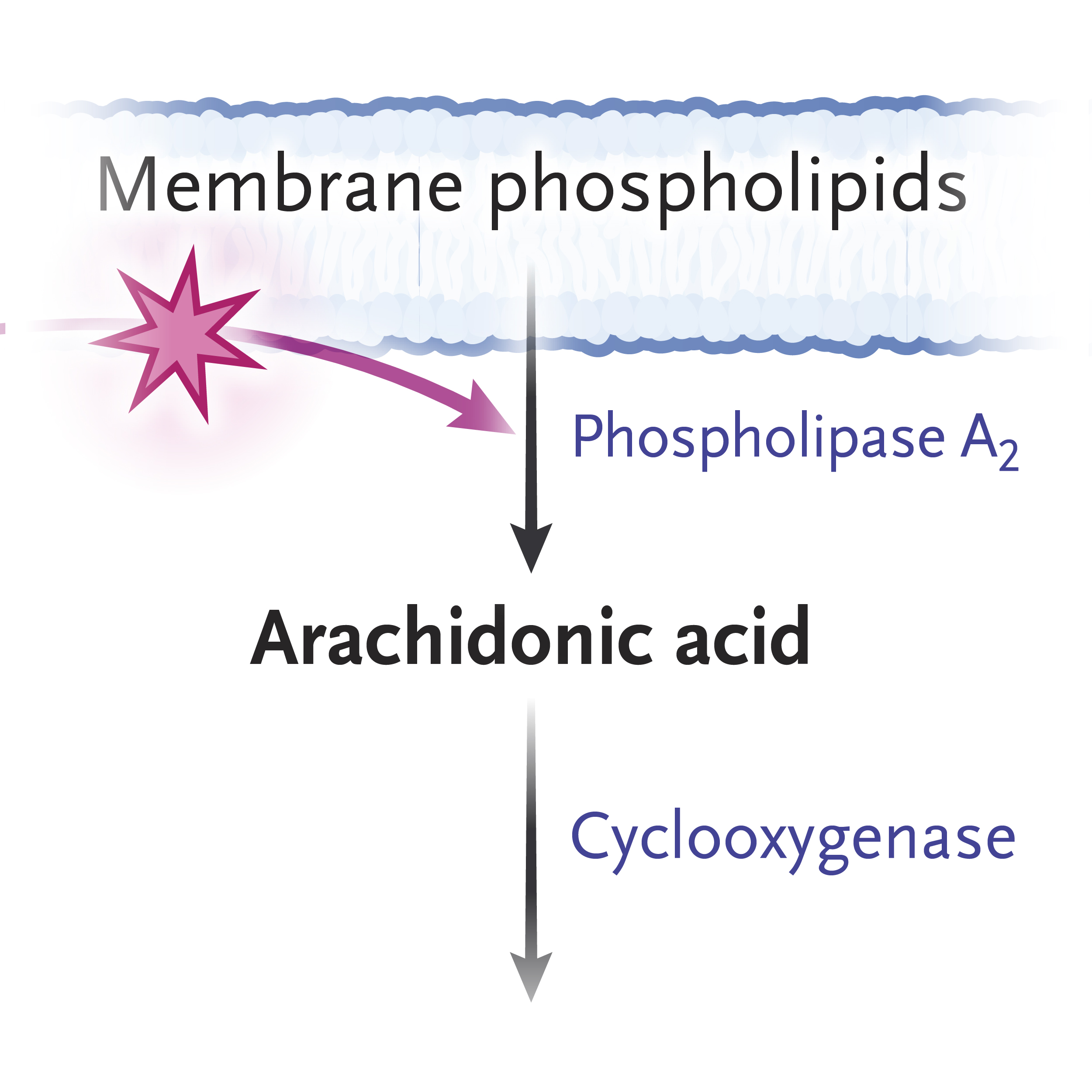 NEJM Illustrated Glossary