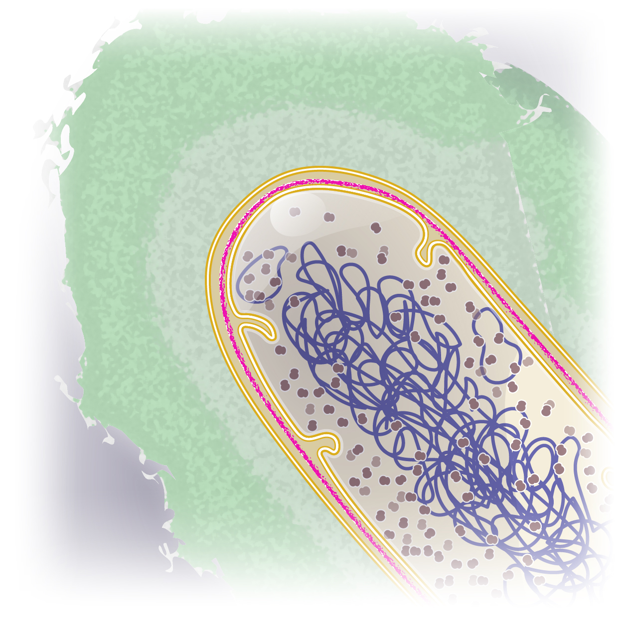 NEJM Illustrated Glossary