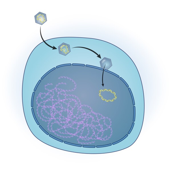 NEJM Illustrated Glossary