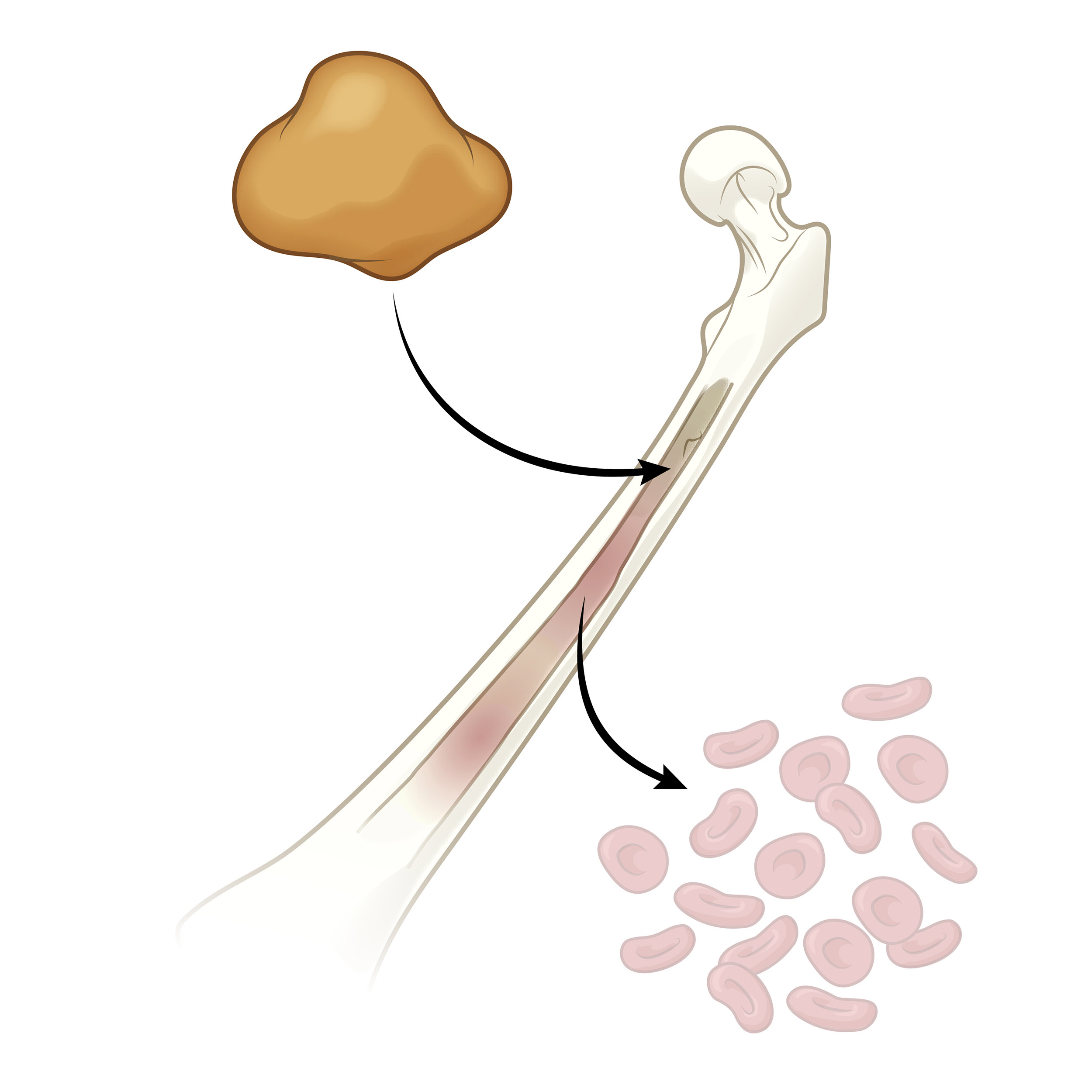 NEJM Illustrated Glossary