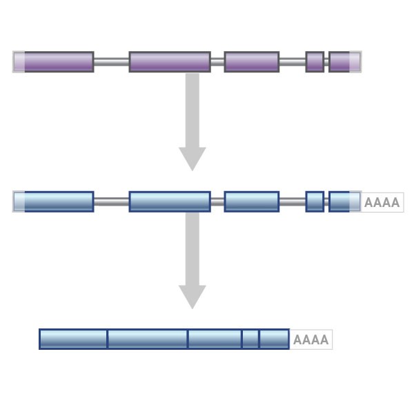 NEJM Illustrated Glossary