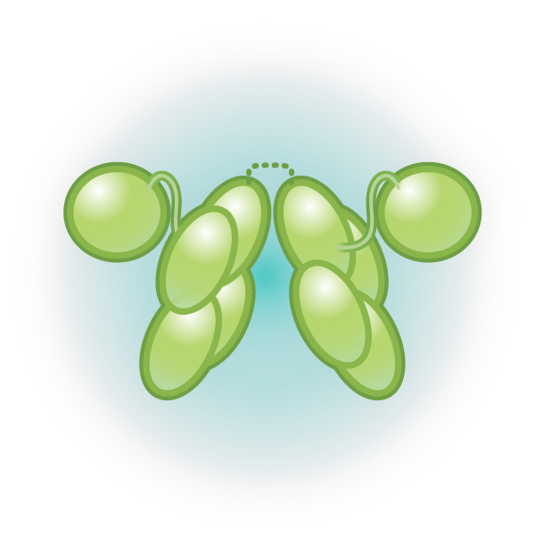 NEJM Illustrated Glossary