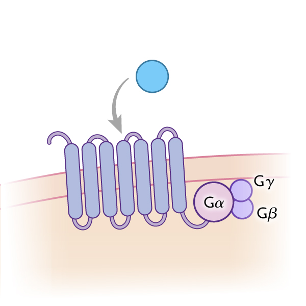 NEJM Illustrated Glossary