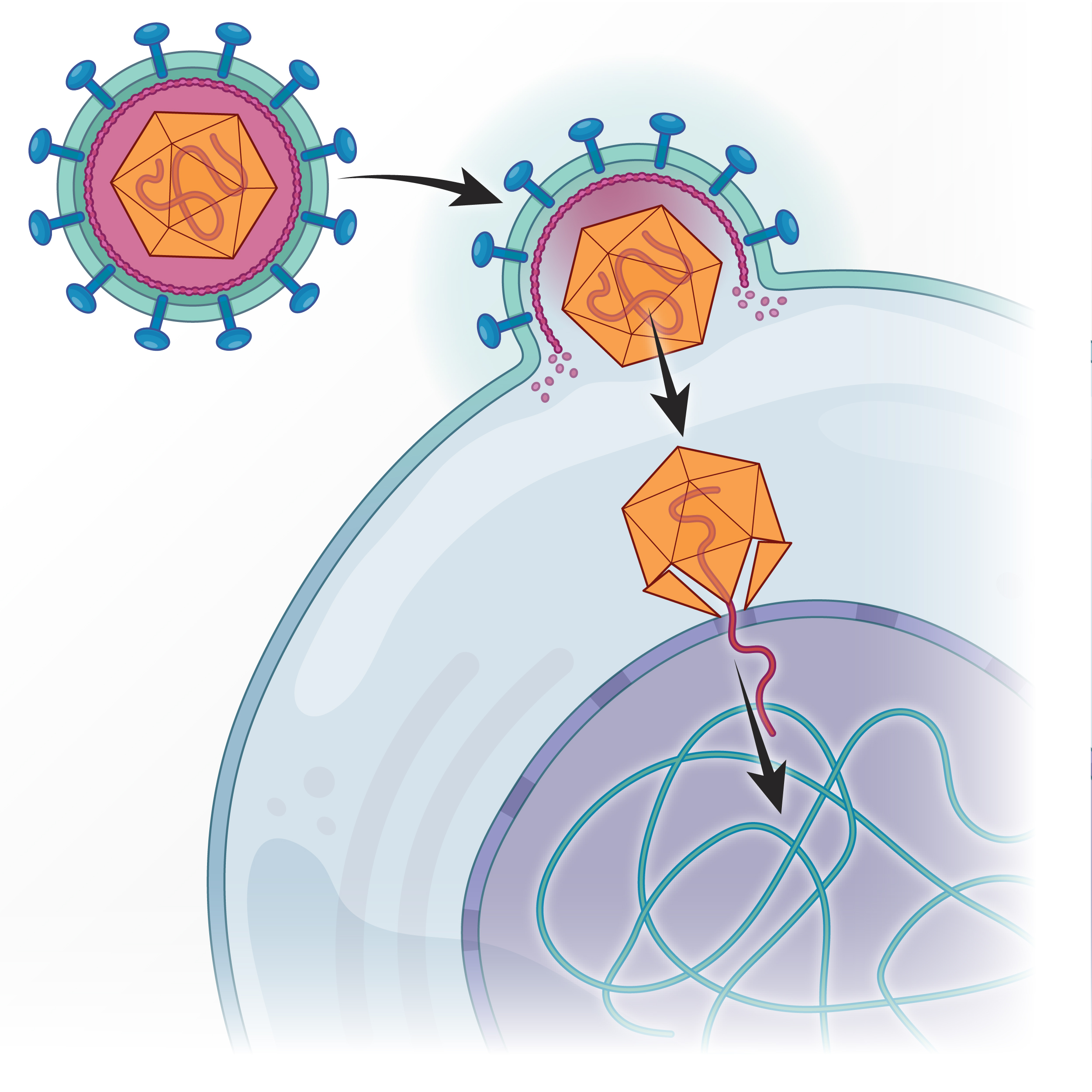 NEJM Illustrated Glossary