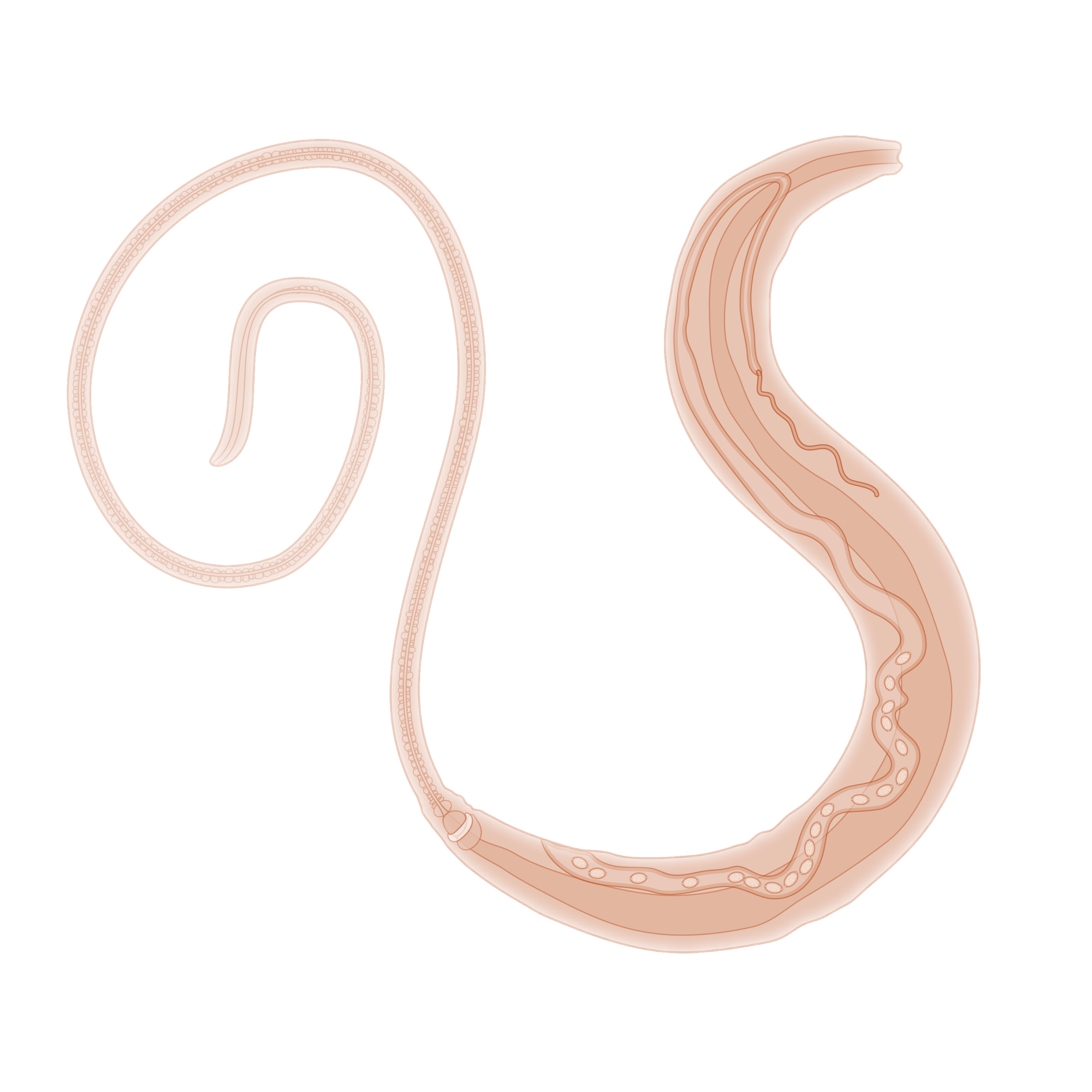 NEJM Illustrated Glossary