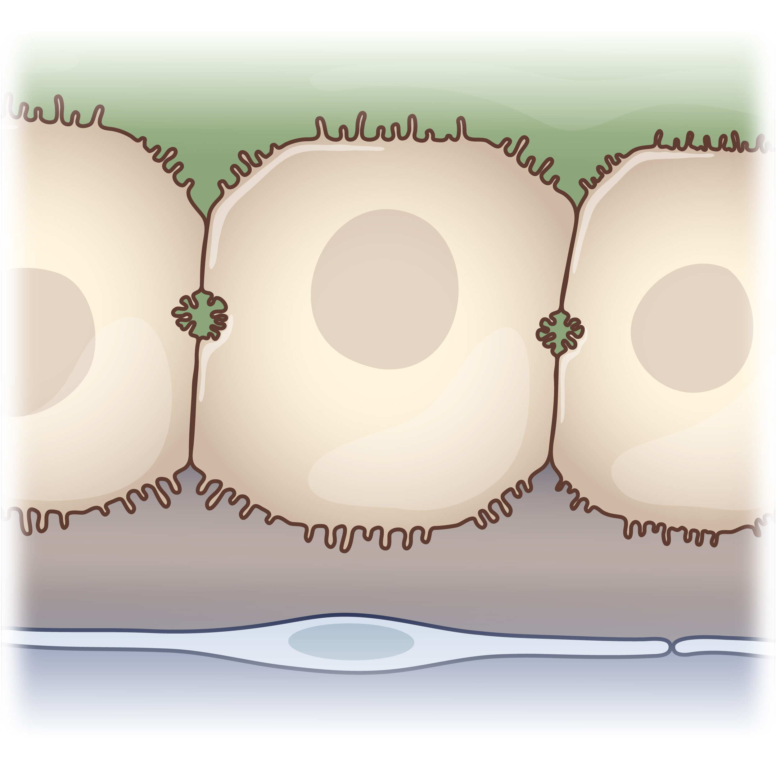 NEJM Illustrated Glossary