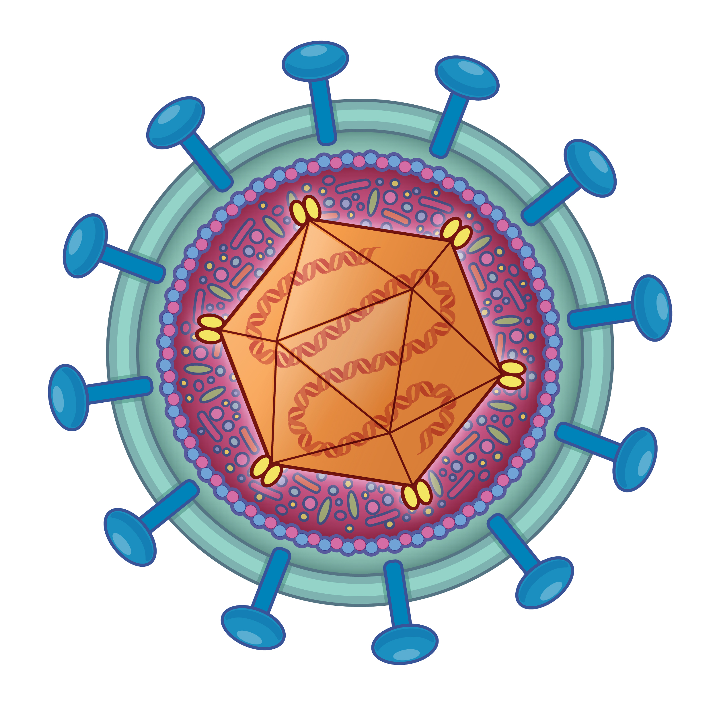 NEJM Illustrated Glossary