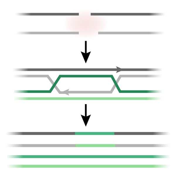 NEJM Illustrated Glossary