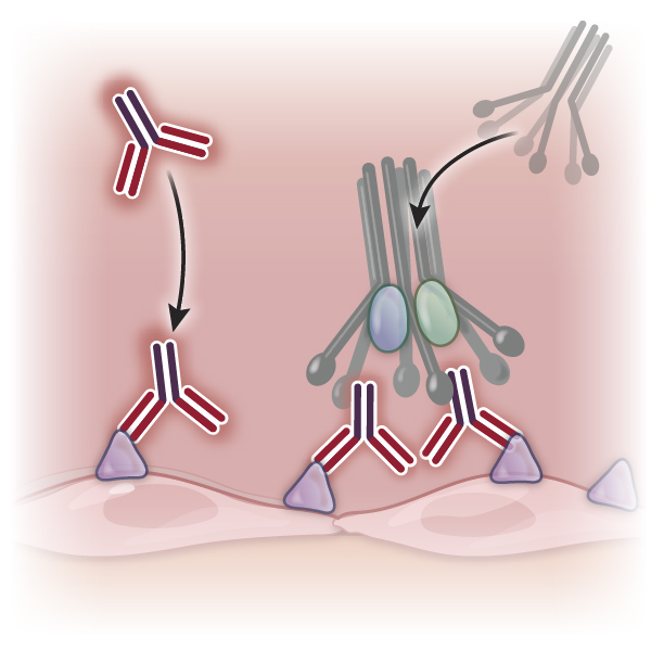 NEJM Illustrated Glossary