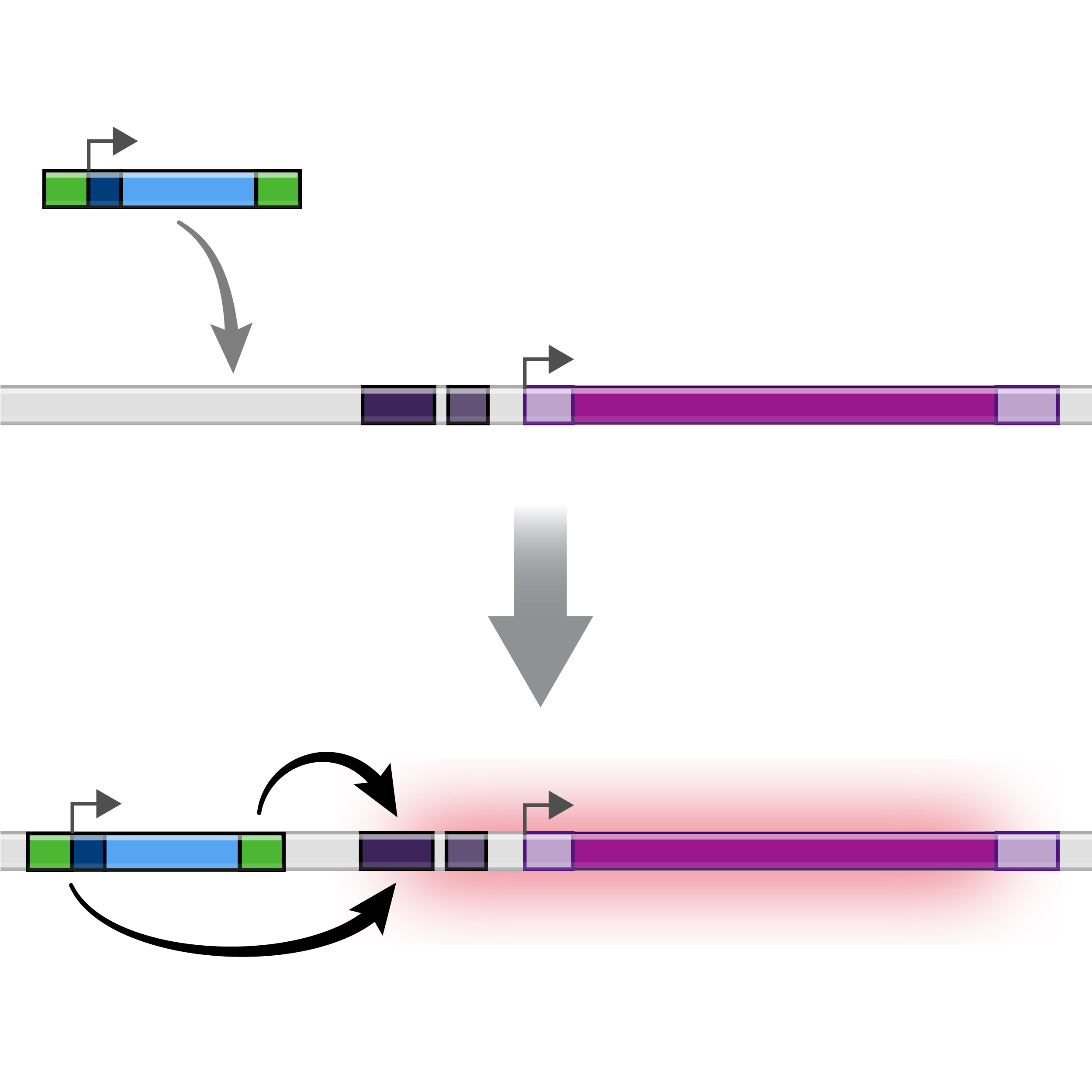 NEJM Illustrated Glossary