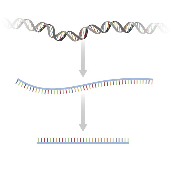 NEJM Illustrated Glossary